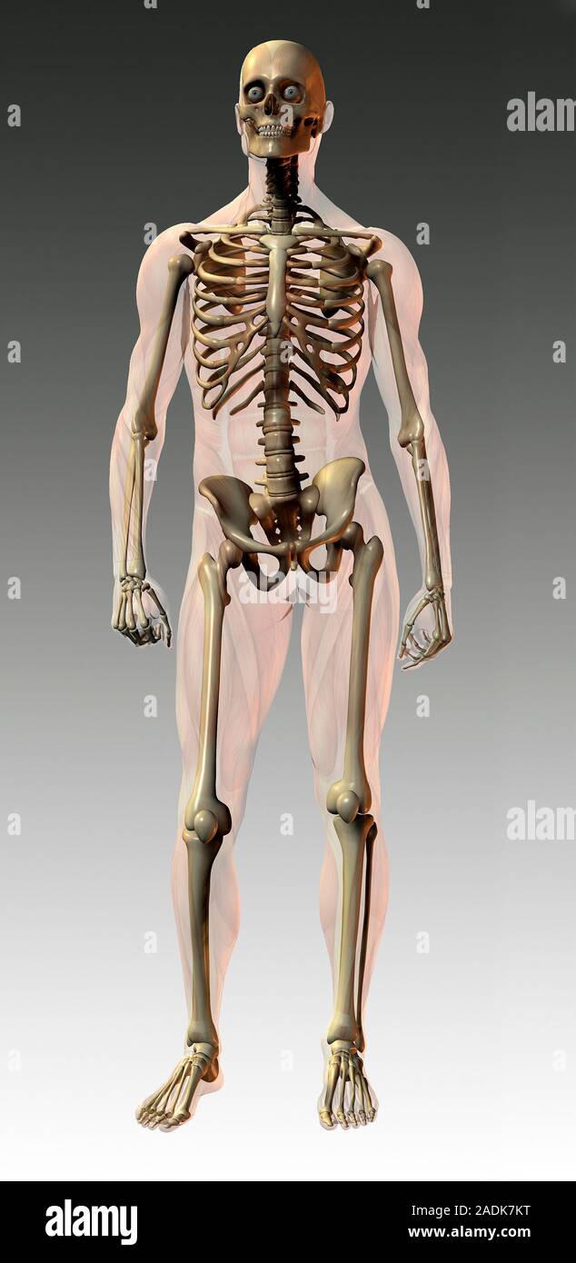 Skeleton. Computer artwork of a standing skeleton. The musculature is ...