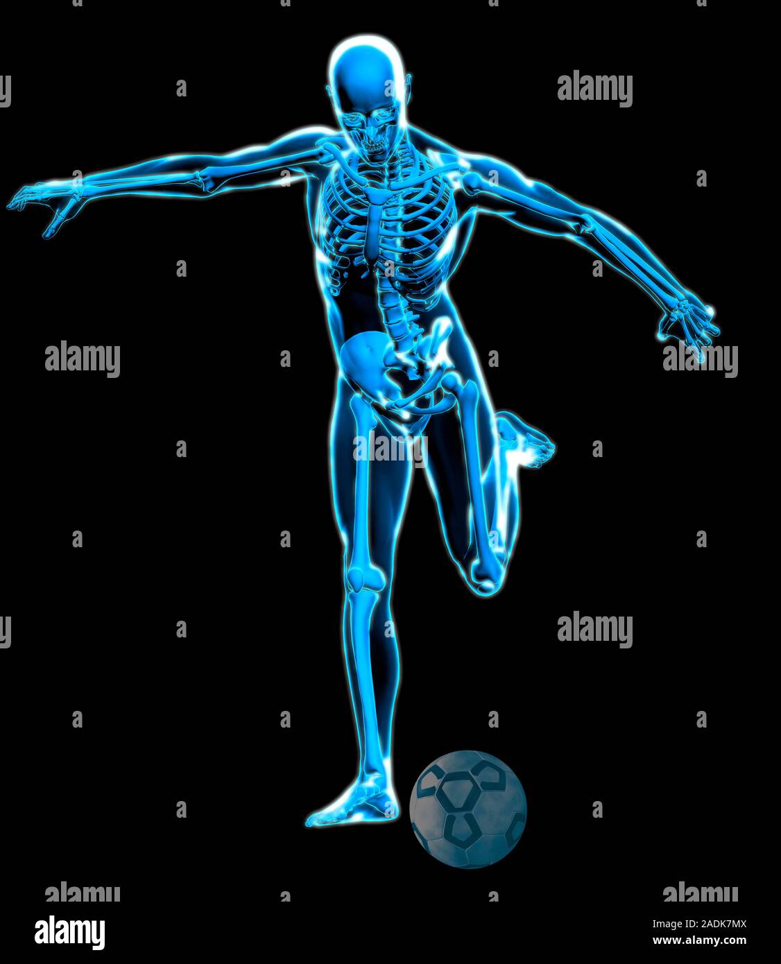 Skeleton playing football. Computer artwork of a male skeleton kicking ...