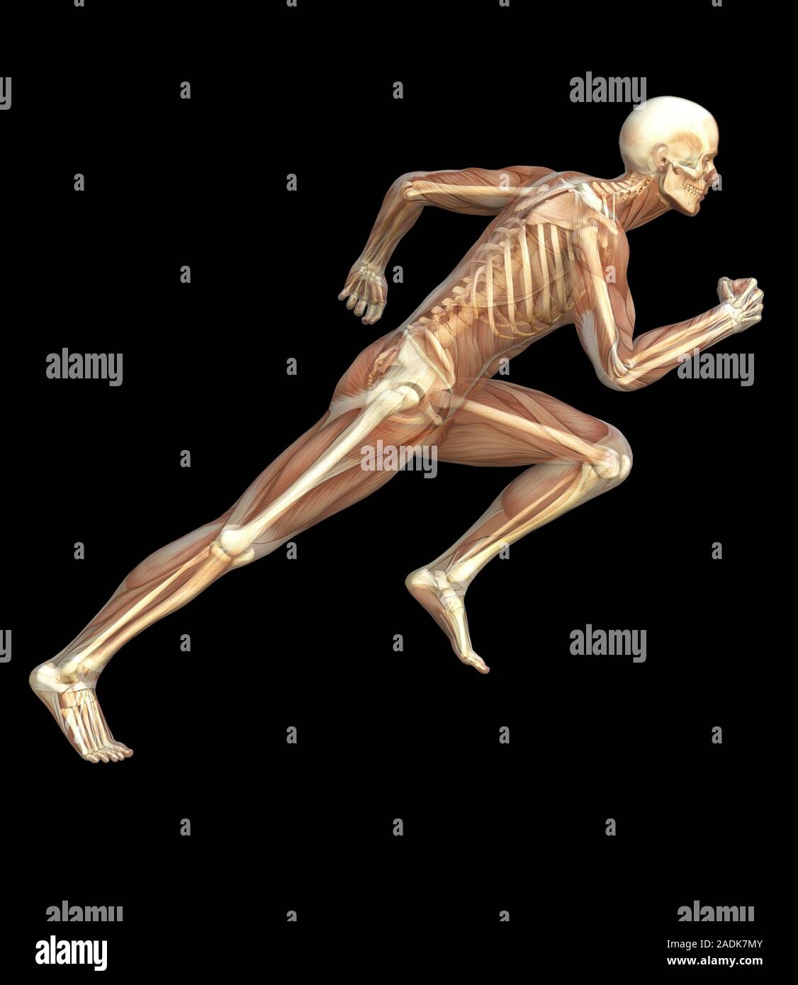 Skeleton sprinting. Computer artwork of the bones and musculature of a ...