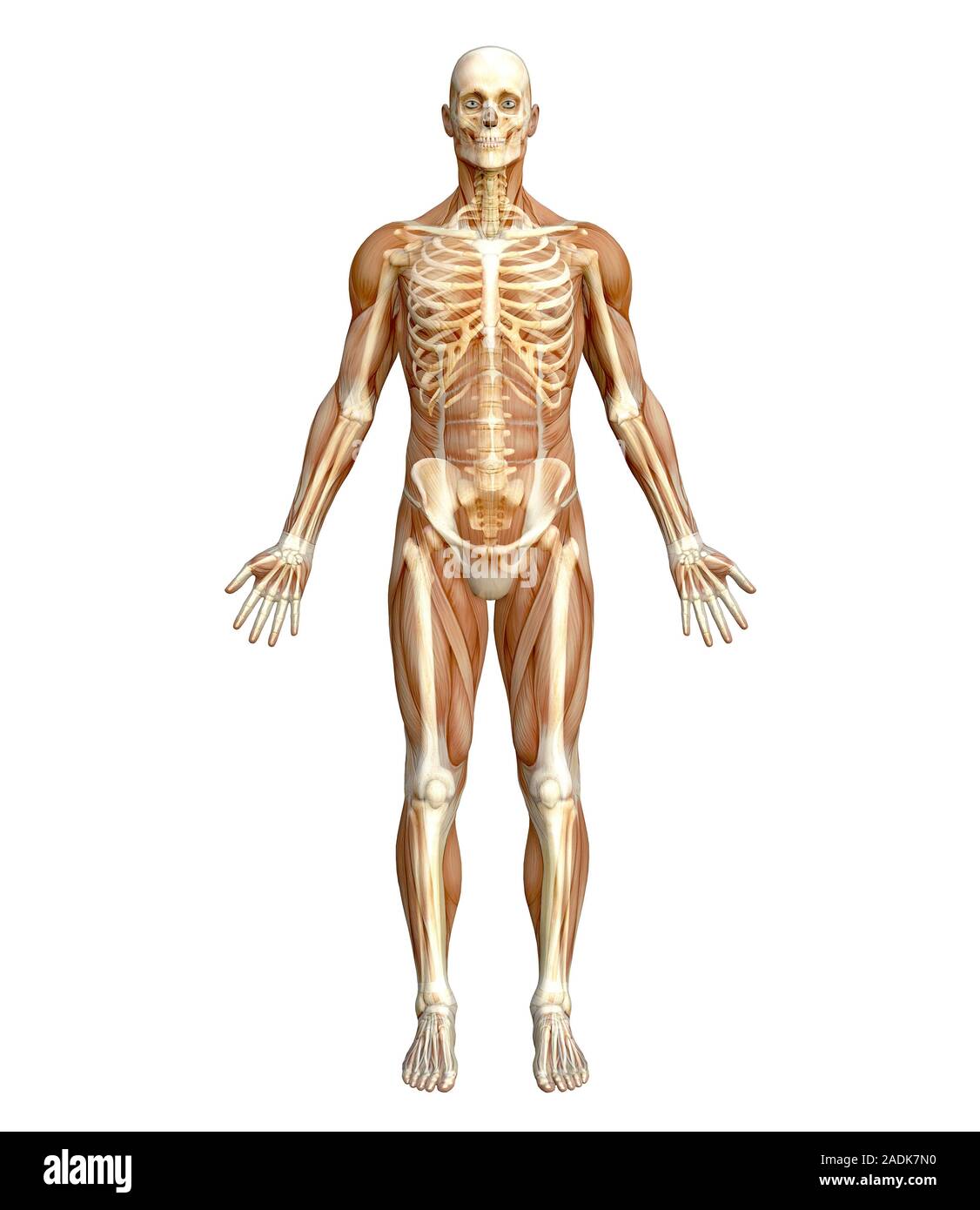 Skeleton. Computer artwork of a man's bones and musculature. The bones ...