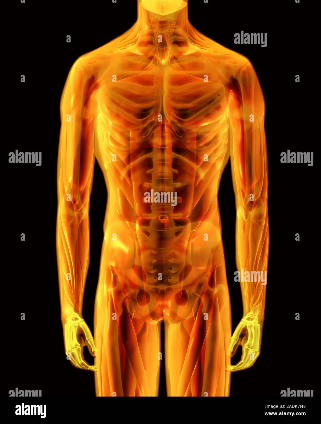 Skeleton. Computer artwork of a skeleton with musculature from the chin ...