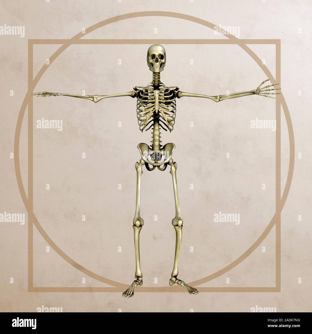 Skeleton. Artwork of a human skeleton based on Italian artists Leonardo ...