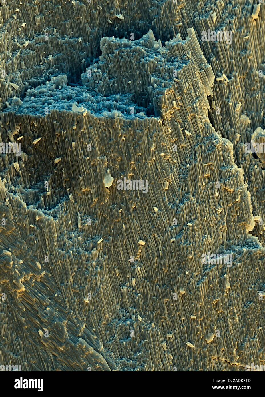 Mollusc shell. Coloured scanning electron micrograph (SEM) of a section ...