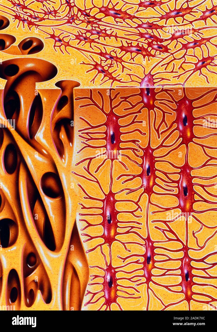 Bone. Illustration of the microstructure of human bone. To the right is ...