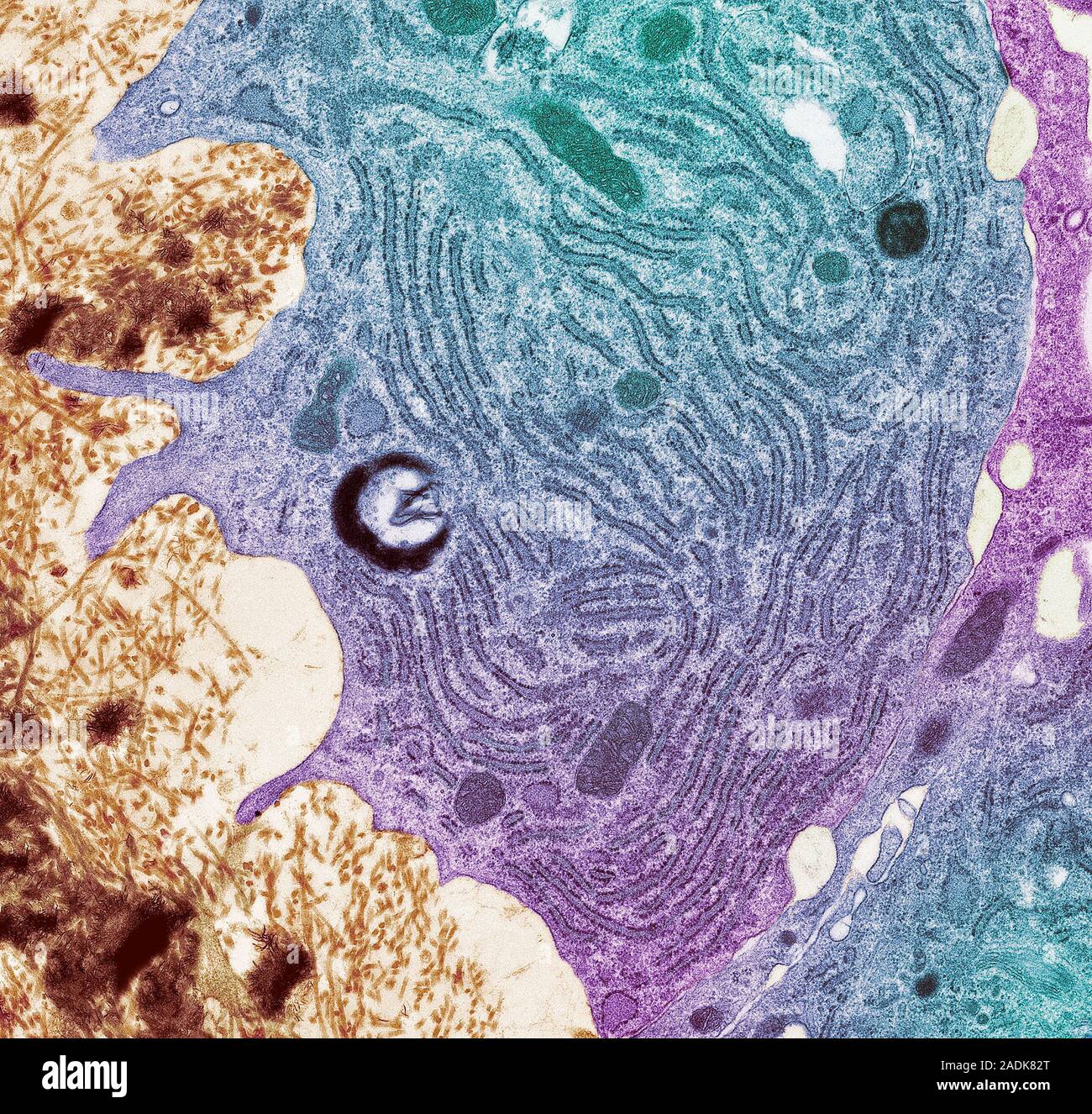 Osteoclast. Coloured transmission electron micrograph (TEM) of an ...