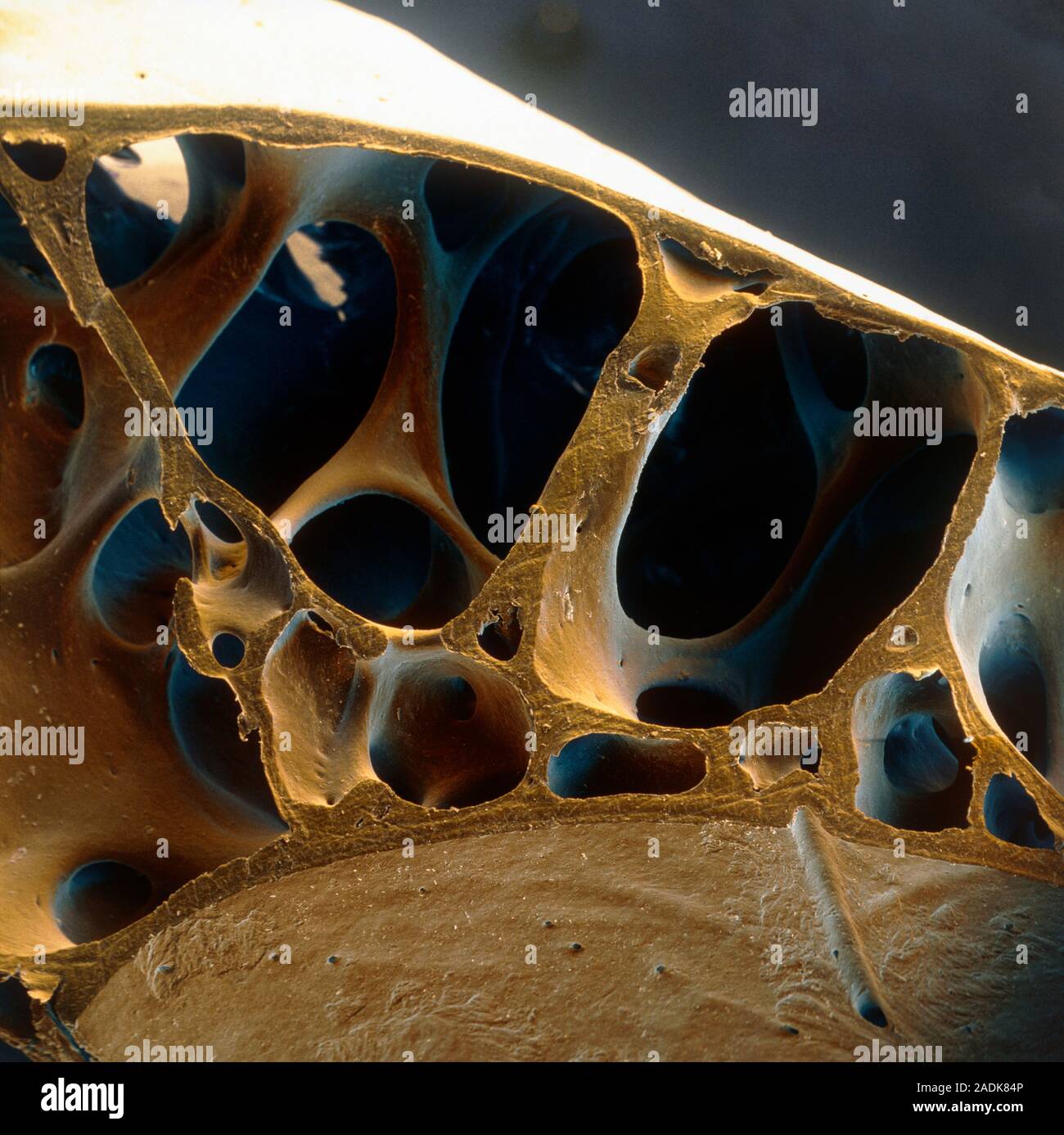 Falcon bone. Coloured Scanning Electron Micrograph (SEM) of a cross ...
