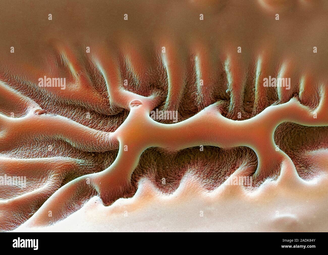 Bird bone. Coloured scanning electron micrograph (SEM) of part of the ...