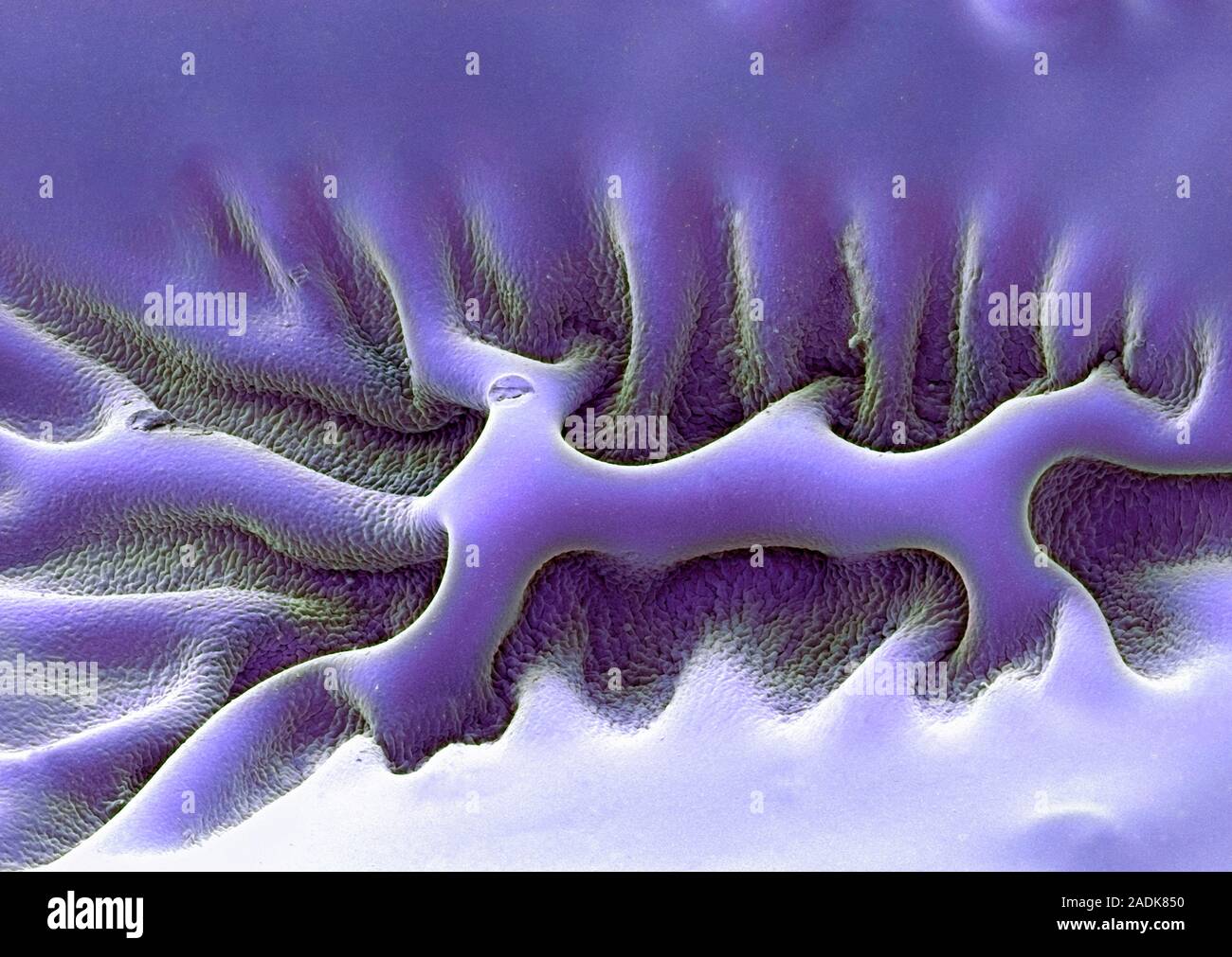 Bird bone. Coloured scanning electron micrograph (SEM) of part of the ...