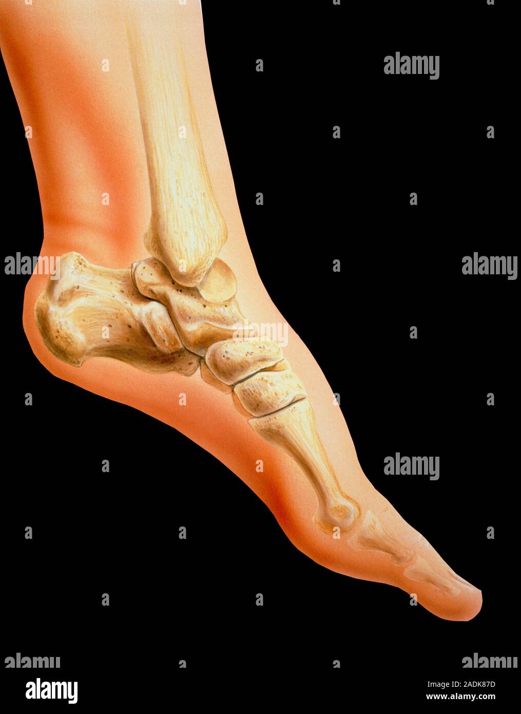 Artwork featuring bones of the human ankle joint and foot (phalanges ...