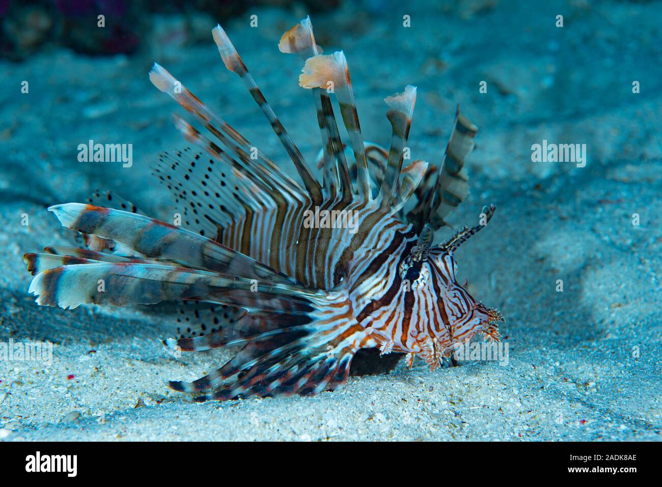 Tropical coral reefs lionfish underwater hi-res stock photography and ...