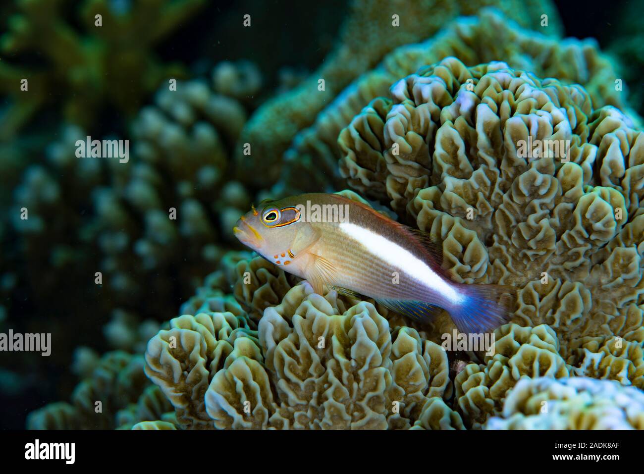 Arc eye hawkfish hi-res stock photography and images - Alamy