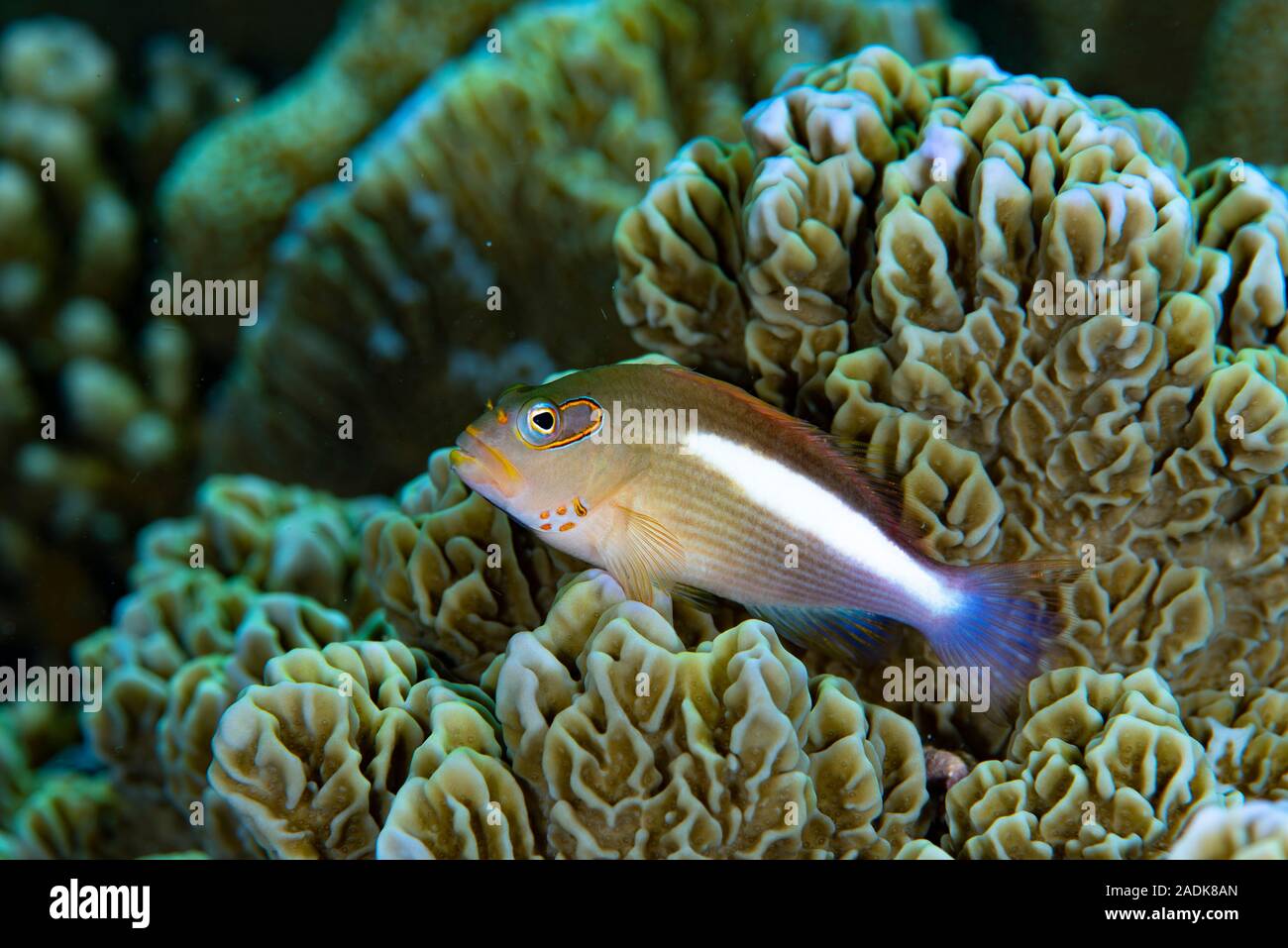Arc-Eye Hawkfish Parracirrhites arcatus Stock Photo - Alamy