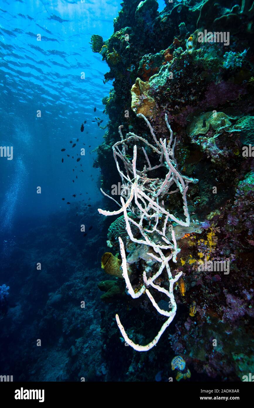 Tropical Coral Reef Underwater Landscape Stock Photo - Alamy