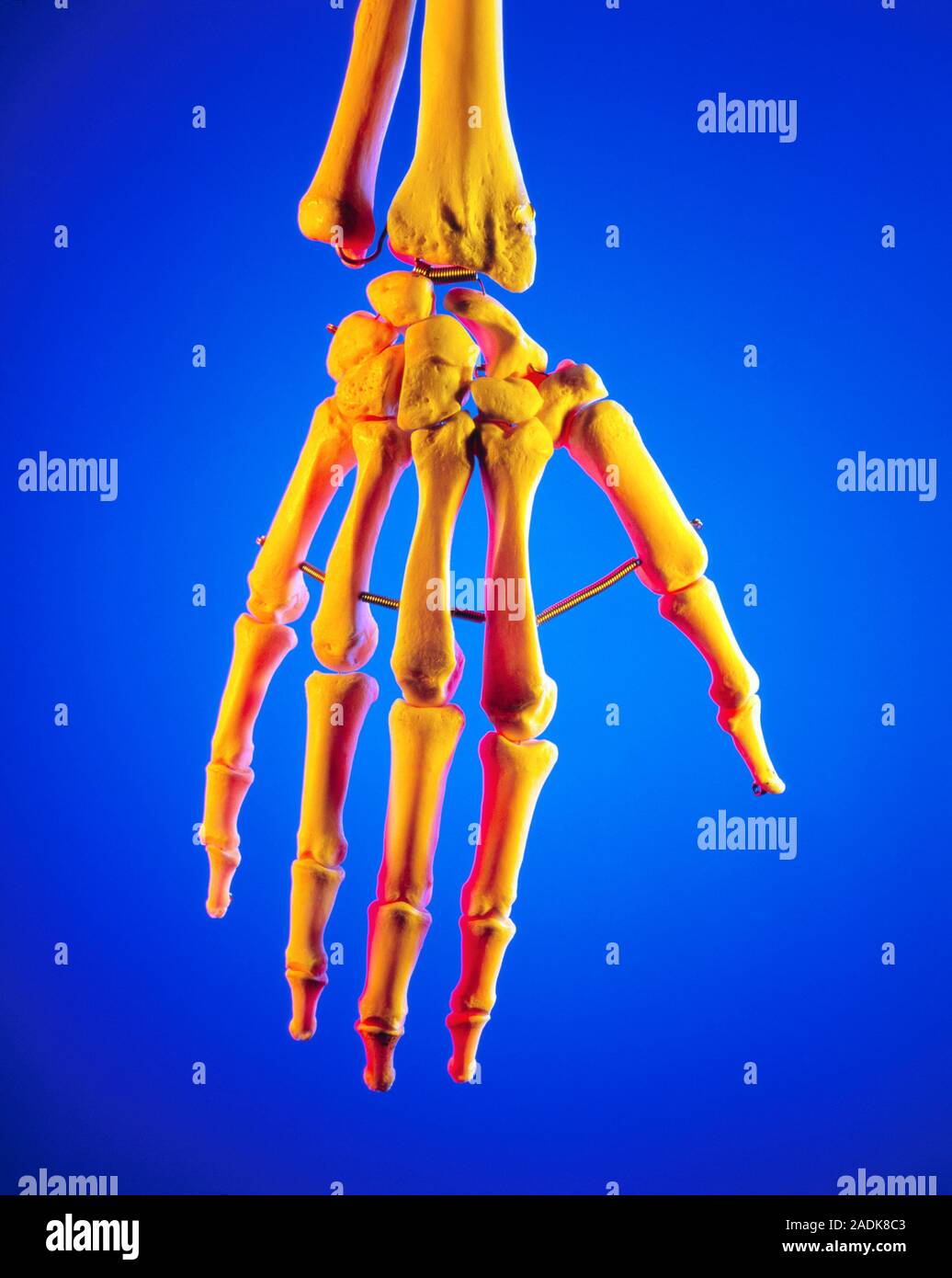 Hand bones. View of the bones making up the hand of a female skeleton ...