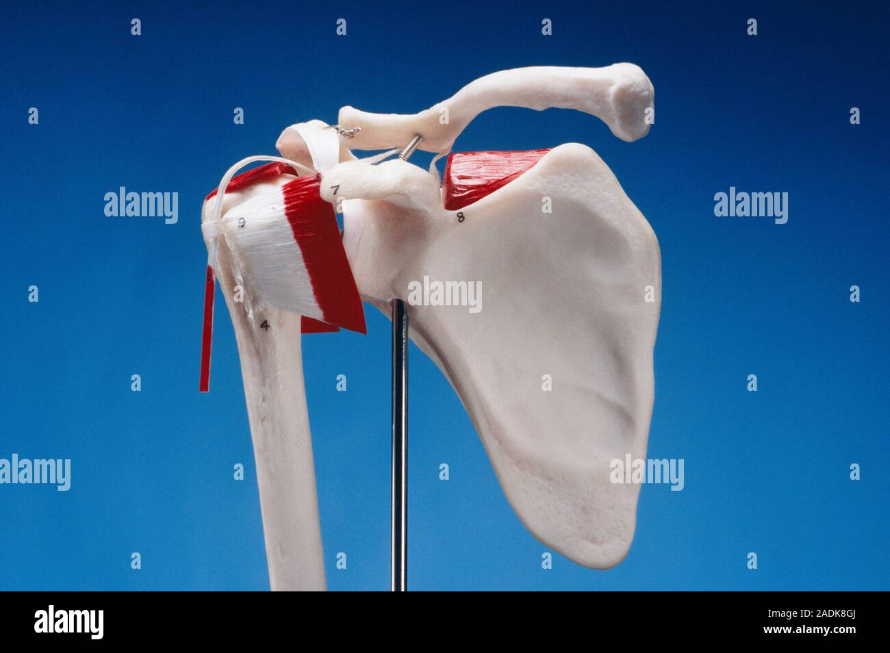 Shoulder bones. Model of the anatomy of the shoulder joint seen from ...
