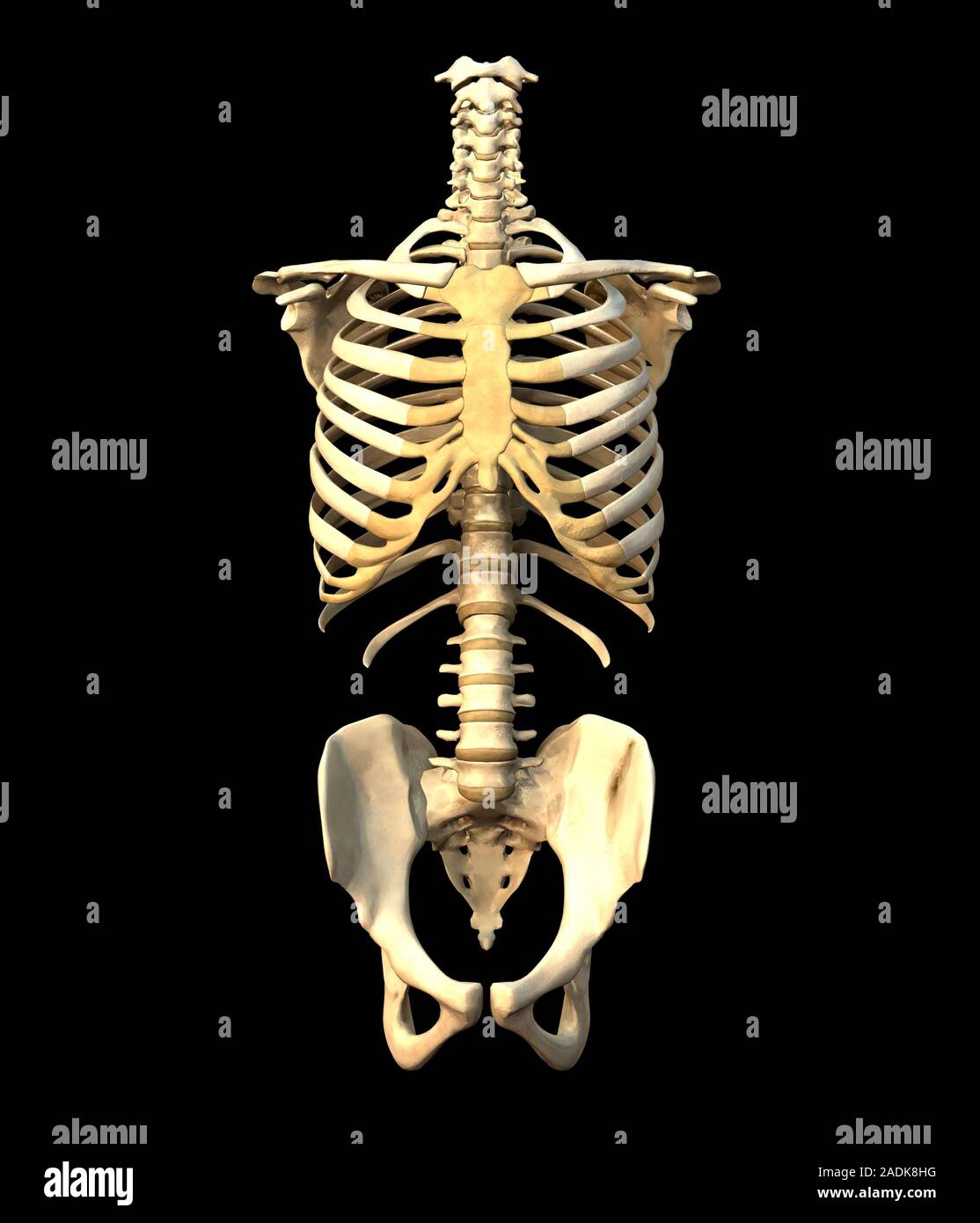 Torso Bone Skeletal System Anatomy In Adults: Overview, Gross Anatomy