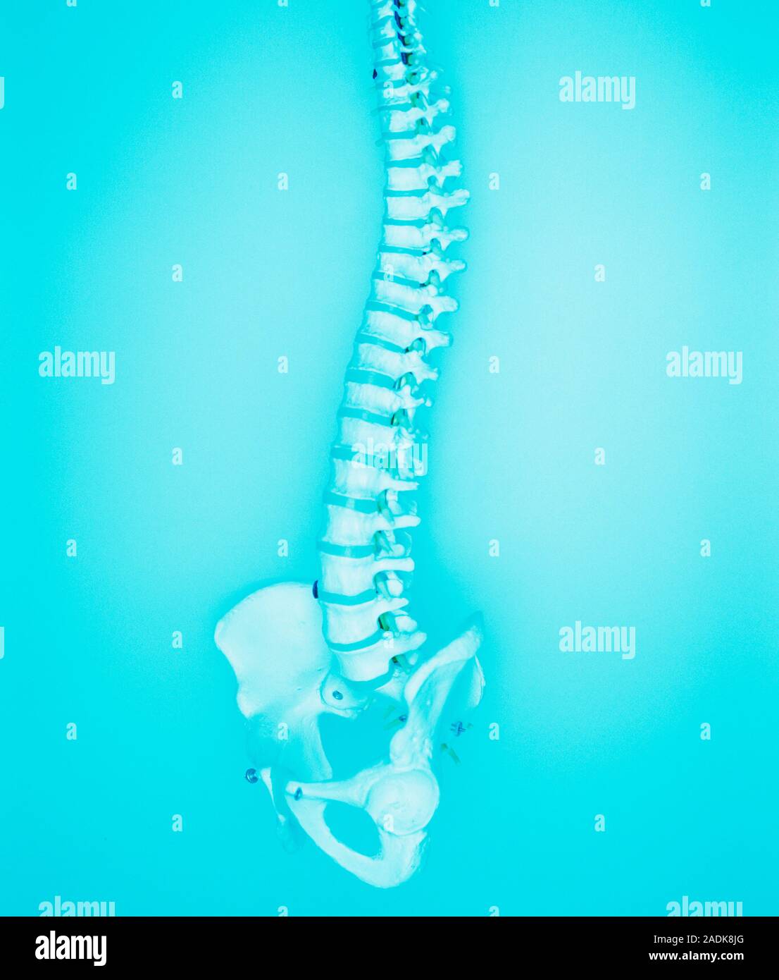 Human spine. Model of the human backbone or spine. The spine is a ...