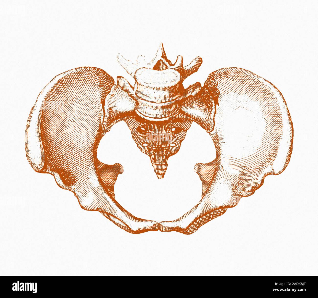 Female pelvis, artwork Stock Photo - Alamy
