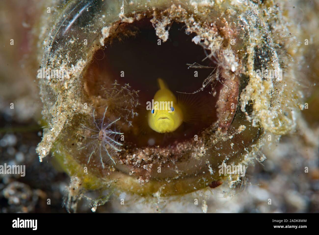 Pygmy goby philippines hi-res stock photography and images - Alamy