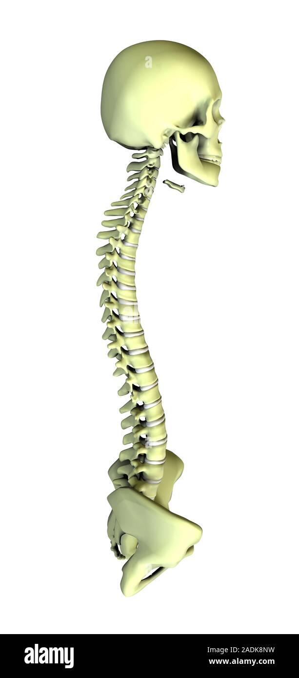 Spine. Computer artwork of a healthy spine seen from the side. At top ...