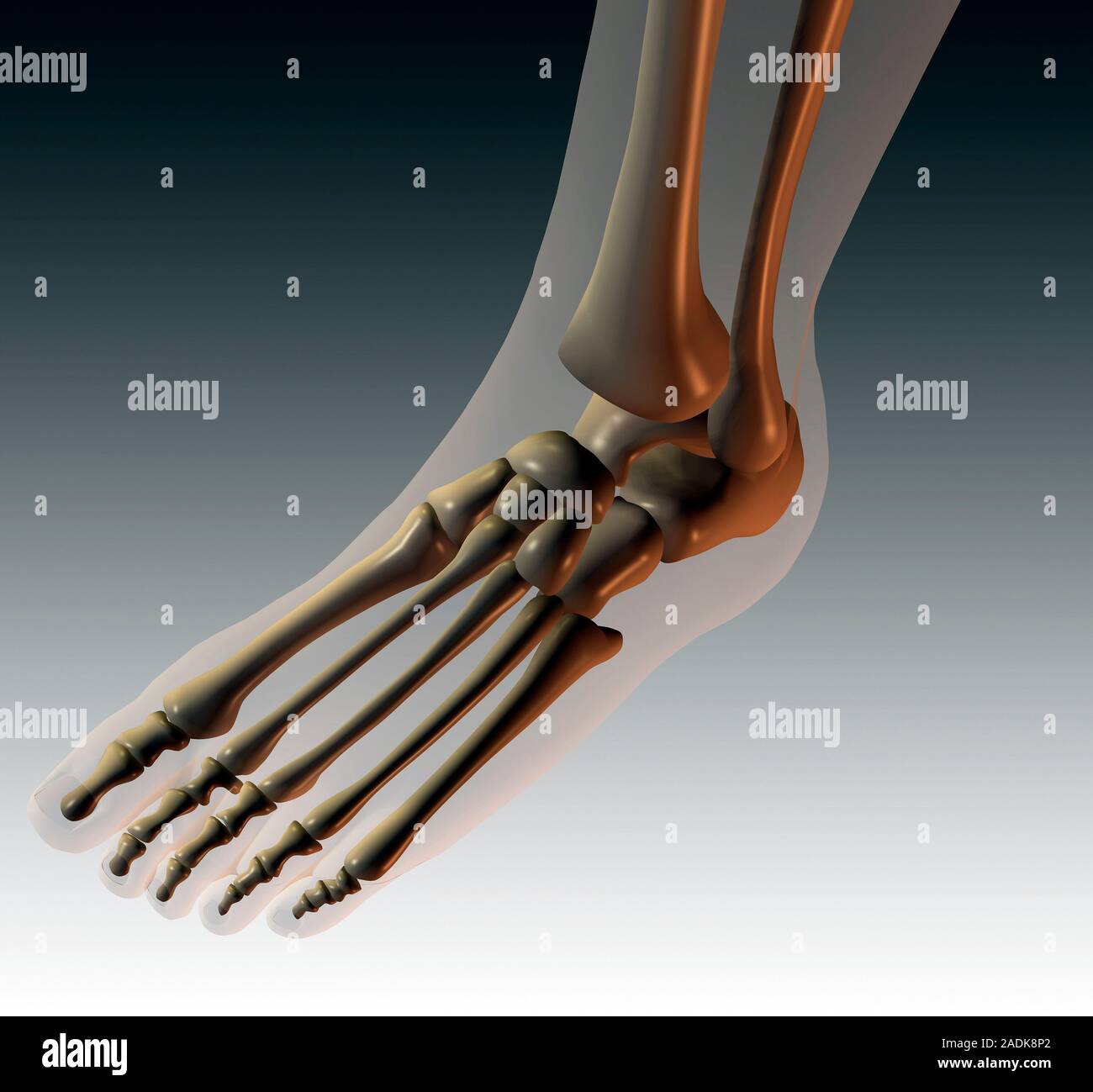 Foot bones, computer artwork. The toes are made up of the phalanx bones ...