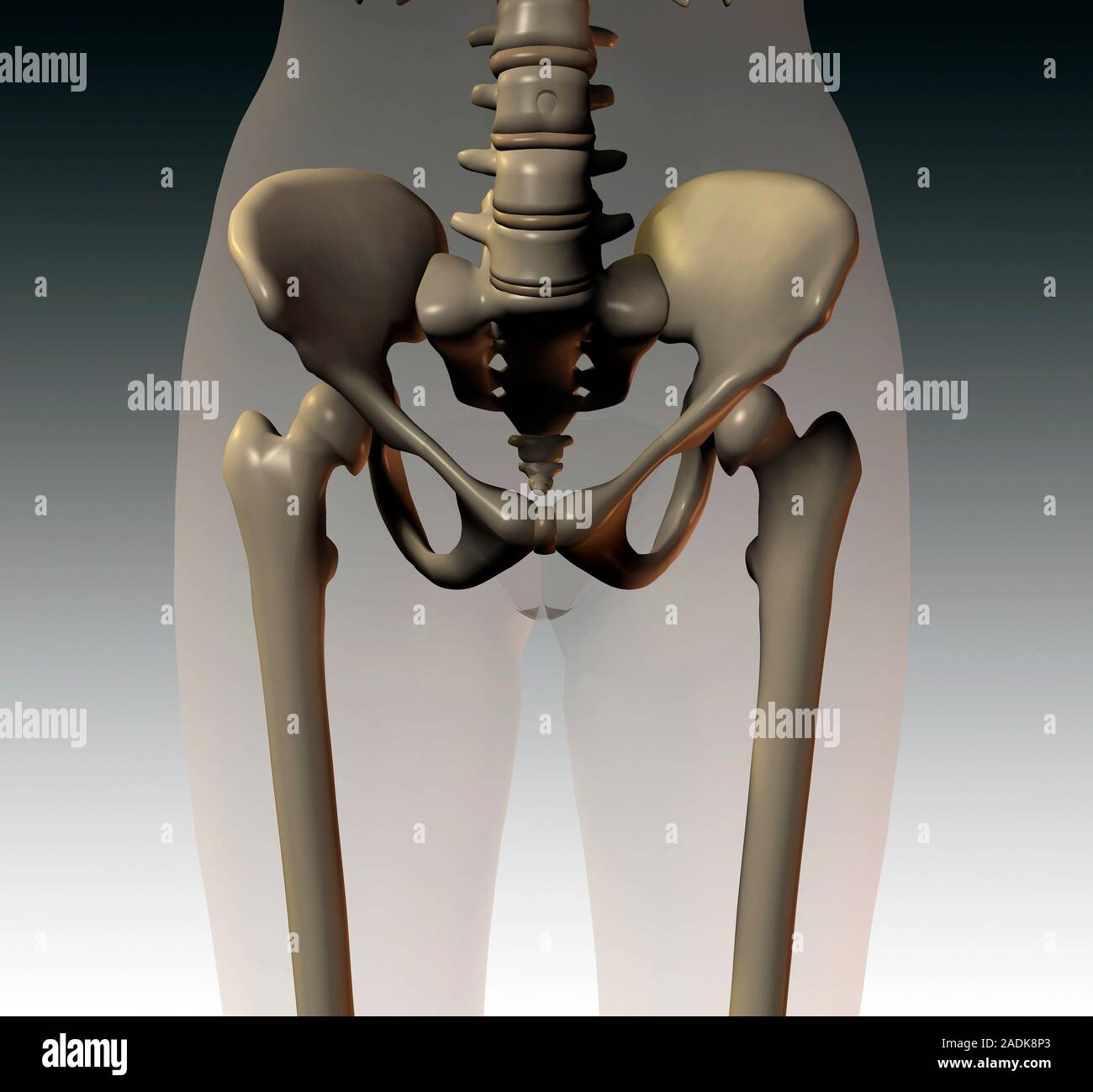 Pelvis. Computer artwork showing the bones of a healthy pelvis. At top ...