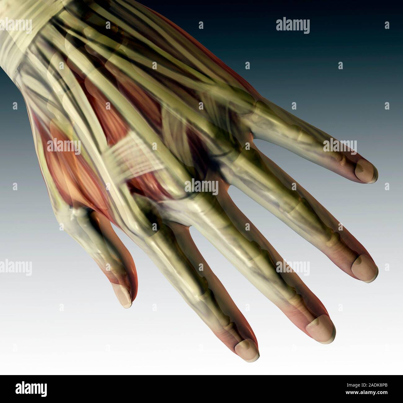 Hand anatomy, computer artwork. Muscles are pink, tendons, ligaments ...