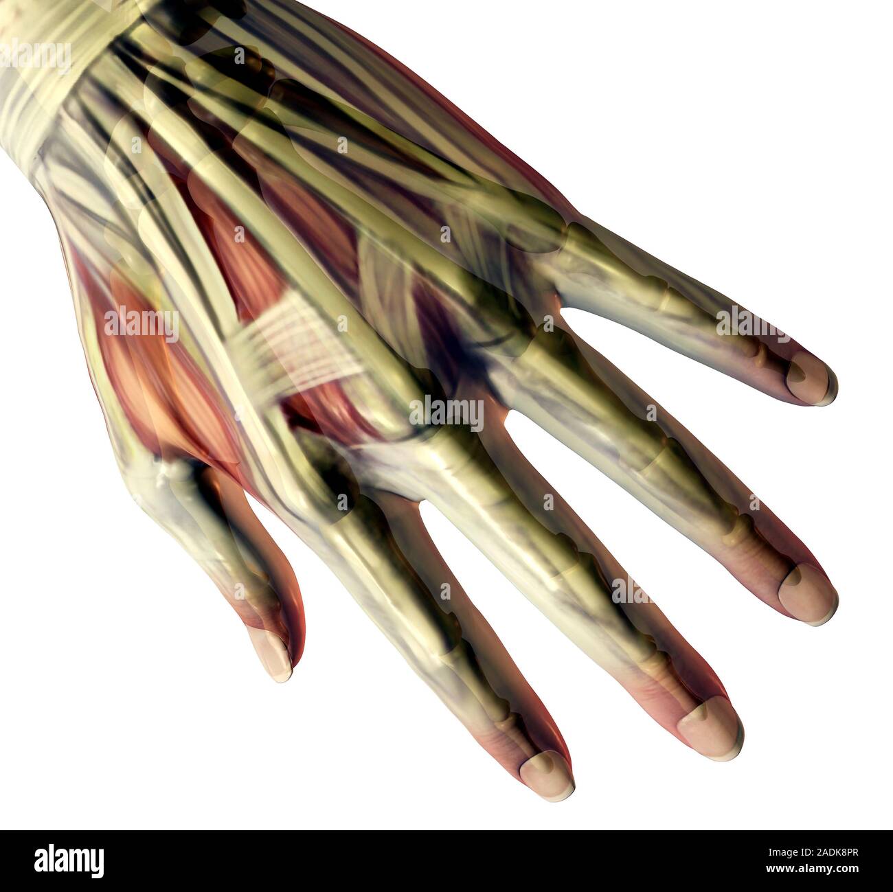 Hand anatomy, computer artwork. Muscles are pink, tendons, ligaments ...