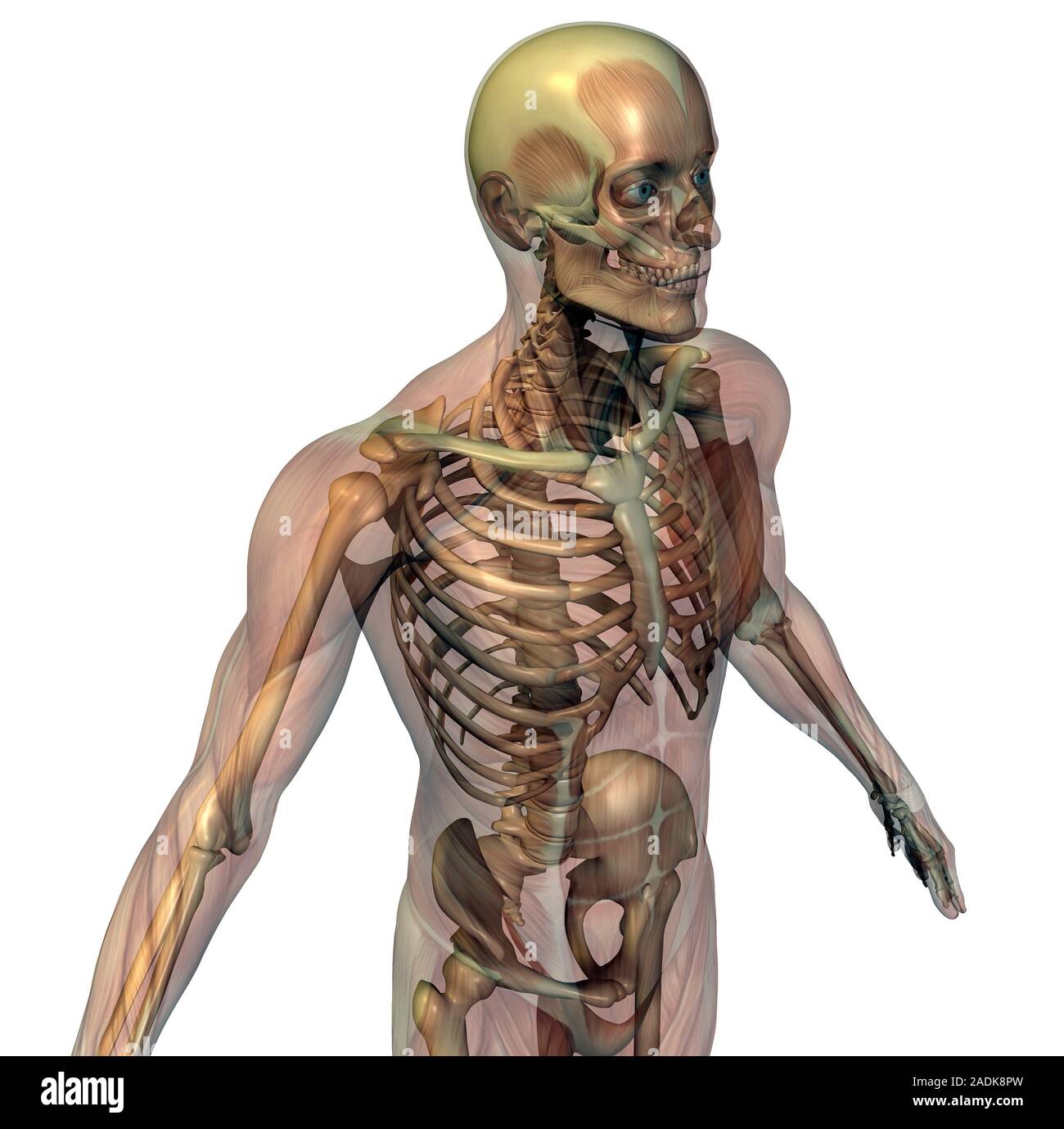 Upper body bones, computer artwork. The skull (top) consists of the cranium, which encloses the ...