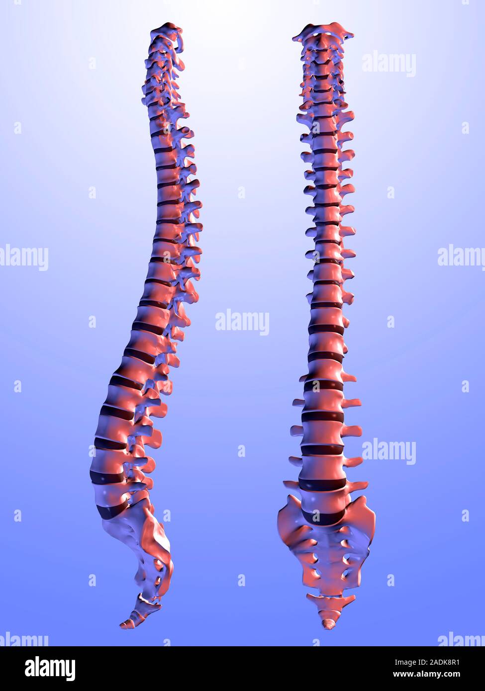 Two views of the human spine. This computer artwork shows a side ...