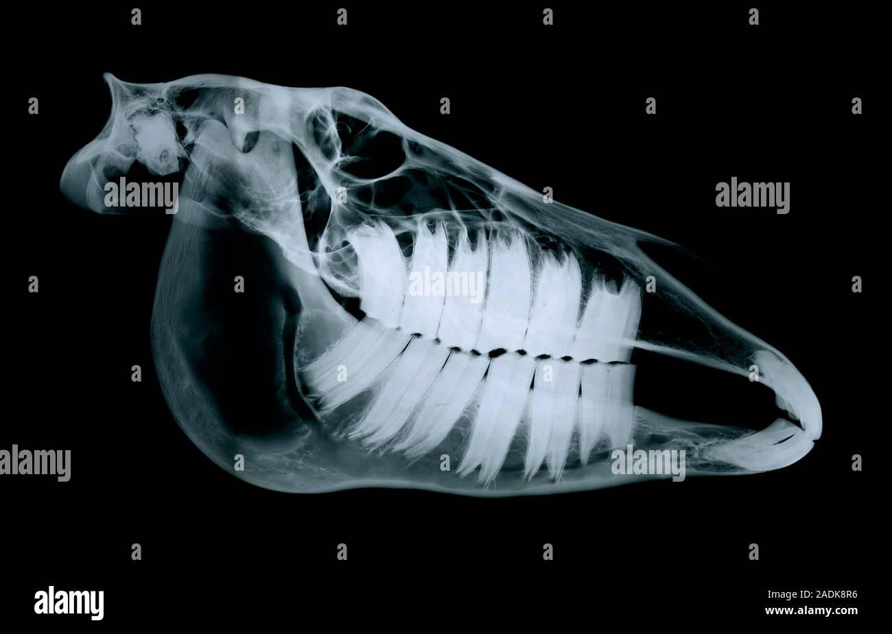 Horse skull (Equus caballus), side view X-ray Stock Photo - Alamy