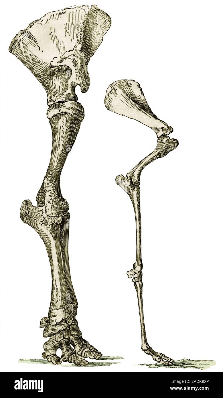 Elephant and camel leg bones. Historical artwork of the bones of the ...