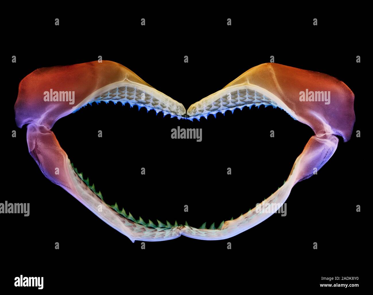 Shark jaws, coloured X-ray Stock Photo - Alamy