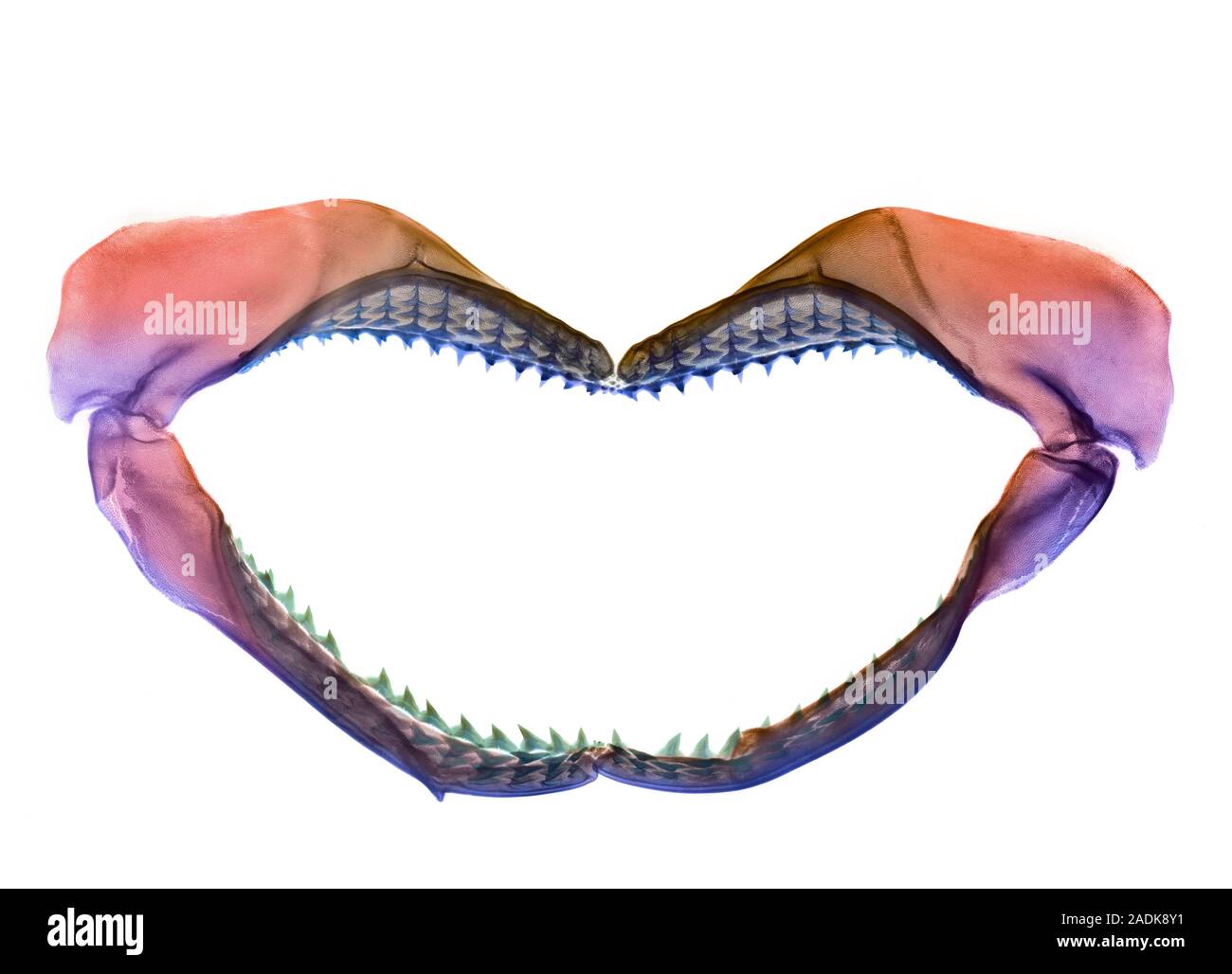 Shark jaws, coloured X-ray Stock Photo - Alamy