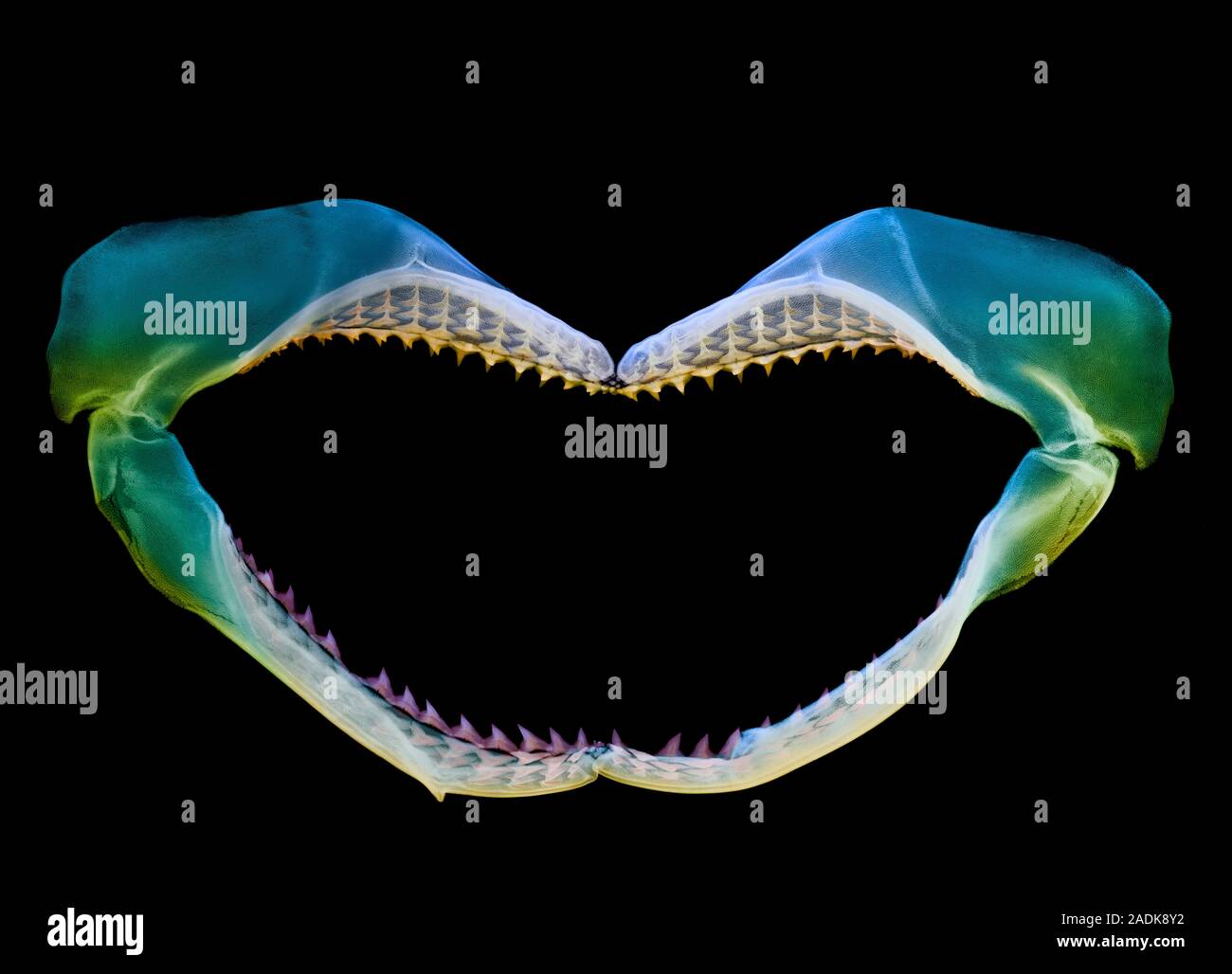Shark jaws, coloured X-ray Stock Photo - Alamy