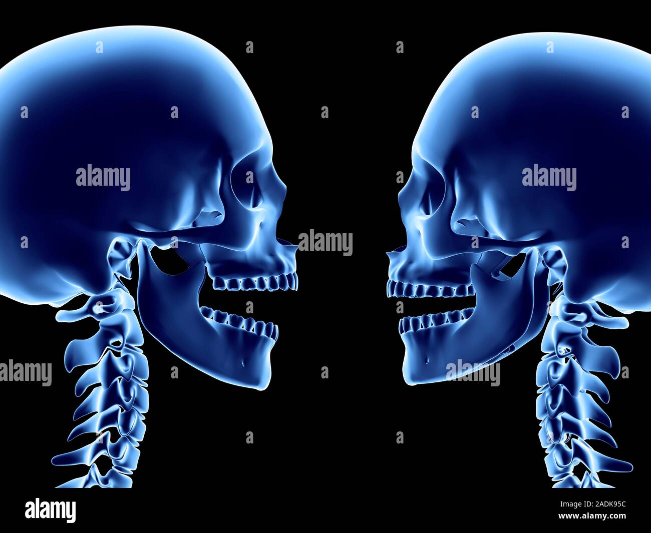 Human skulls. Computer artwork of the heads of two human skeletons ...
