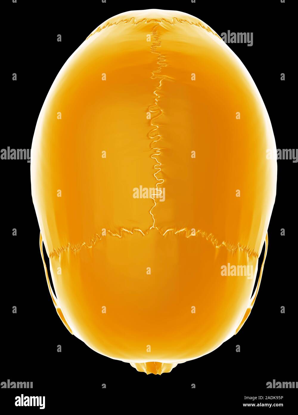 Skull. Computer artwork of an opaque view of a human skull from the top ...