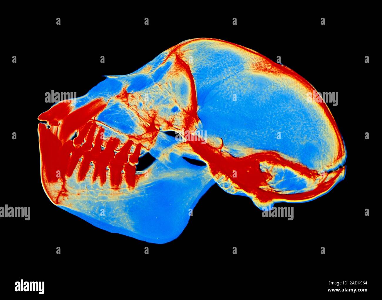 Monkey skull. Coloured X-ray of a side view of the skull of a monkey ...