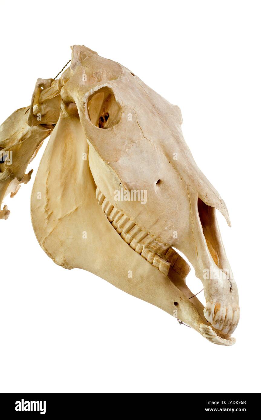 Horse skull. Side view of the skull of a horse (Equus caballus Stock ...