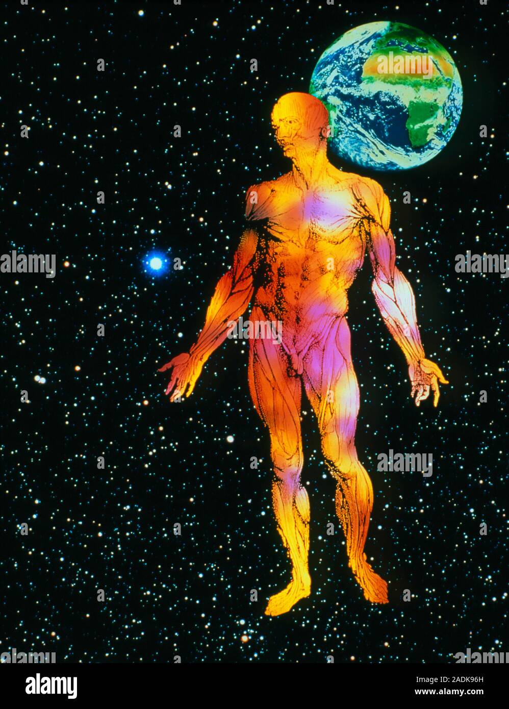 False-colour version of an engraving of a standing human figure, the ...