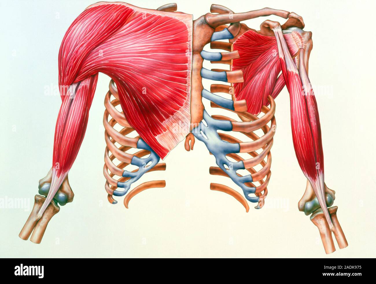 Muscles of arm movement. Illustration of the skeleton of the chest and ...