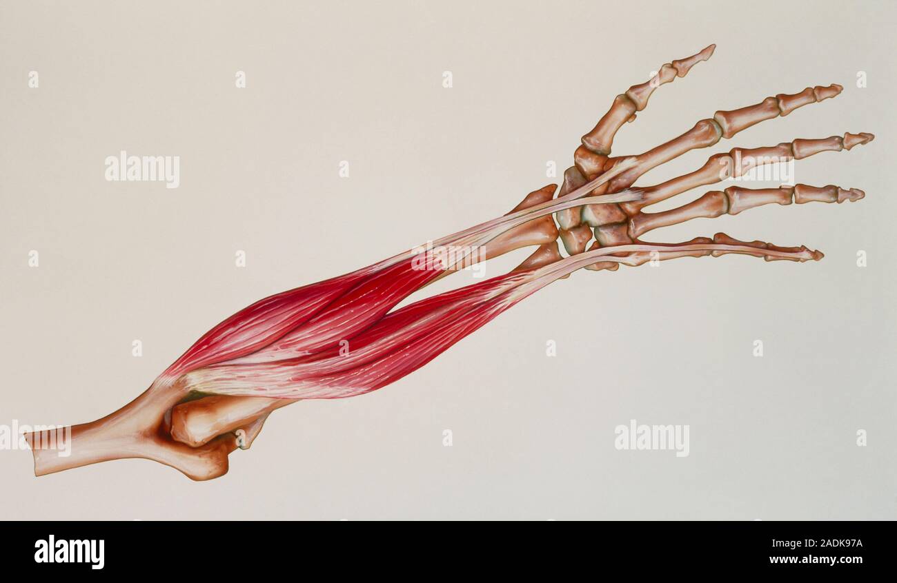 Arm muscles. Artwork of some of the dorsal muscles of the forearm. The ...
