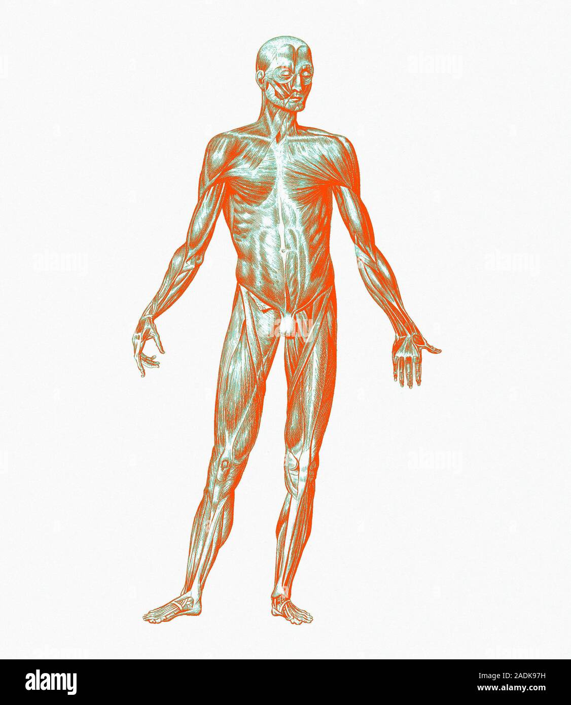 Human muscle system, artwork. Male muscles (front view Stock Photo - Alamy