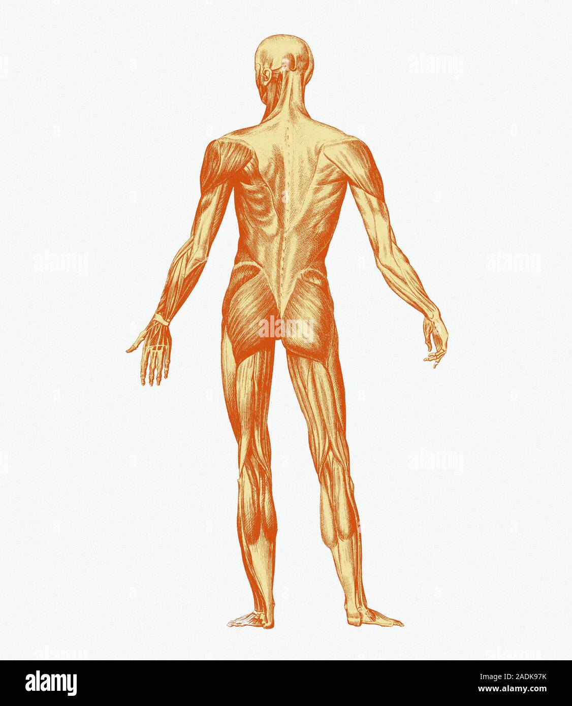 Human muscle system, artwork. Male muscles (back view Stock Photo - Alamy