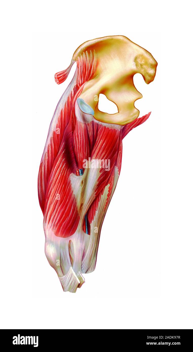 Thigh muscles, side view, artwork. Part of the pelvis is at top. At ...
