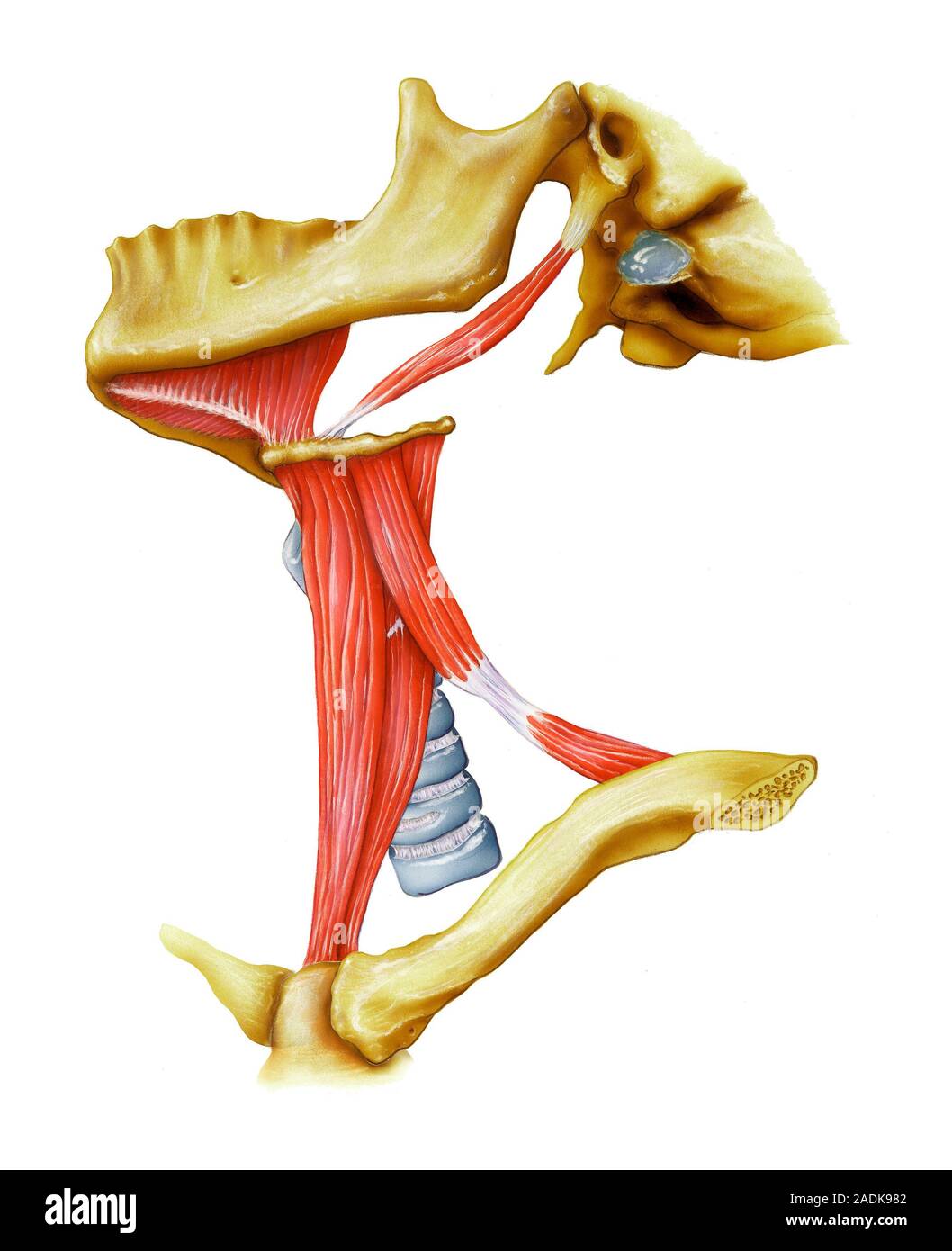 Throat muscles. Artwork of the anatomy of the hyoid bone musculature ...