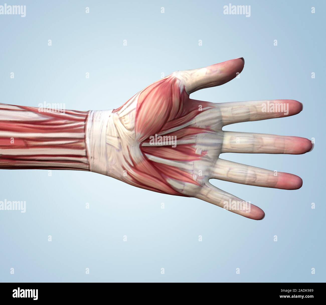 Muscular system of a hand. Computer artwork showing the musculature of ...