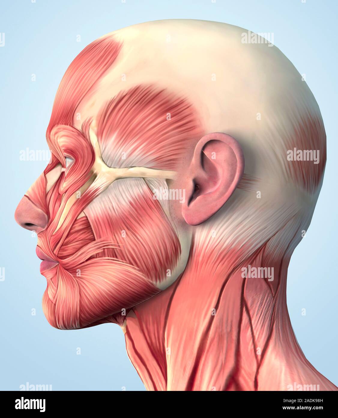 Muscular system on a head. Computer artwork showing the musculature of ...