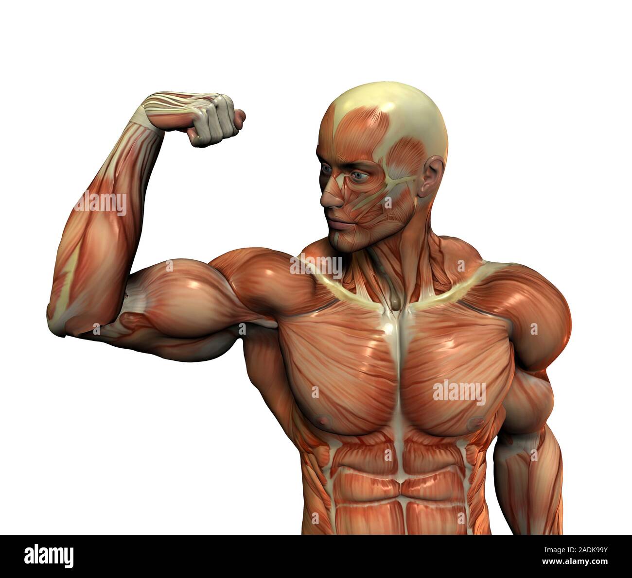 Male musculature. Computer artwork showing the musculature of a man ...