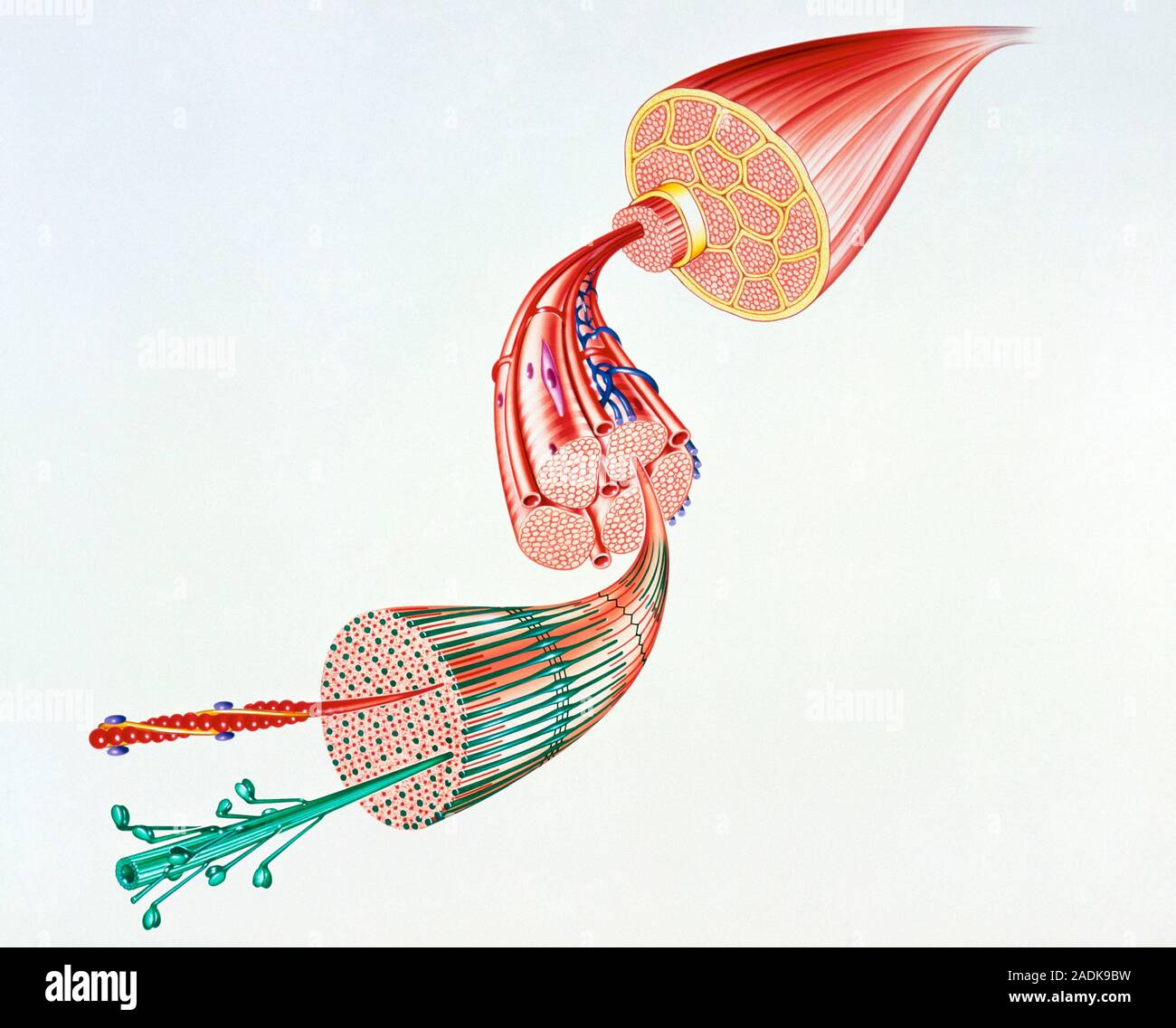 Skeletal muscle. Illustration of the structure of human skeletal muscle ...